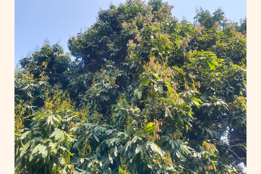 Finance News: Latest Financial News, Finance News today in Bangladesh