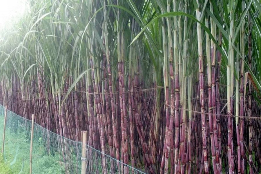 Black Sugar Cane